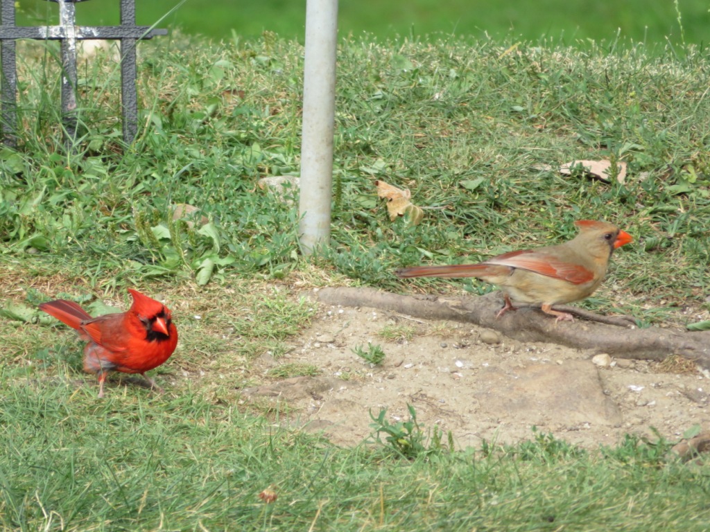 Backyard Birds – Expressions and Impressions